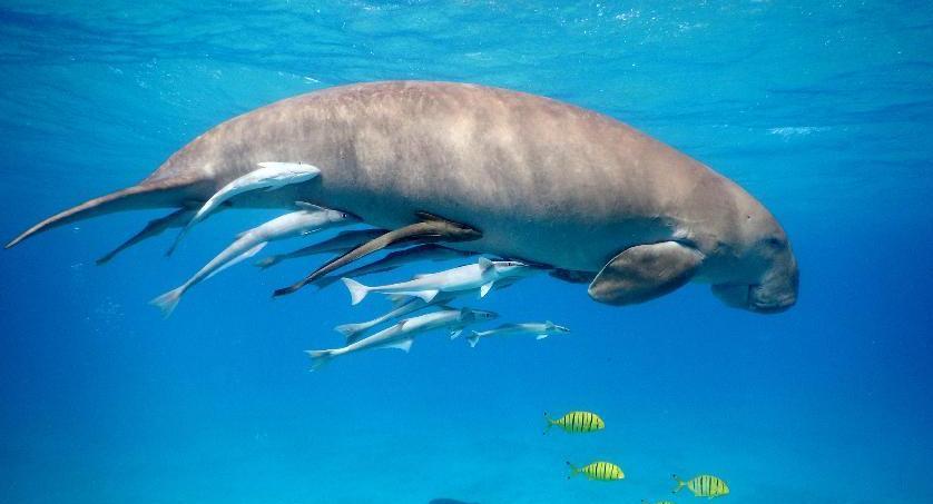 visiter Observation des lamantins