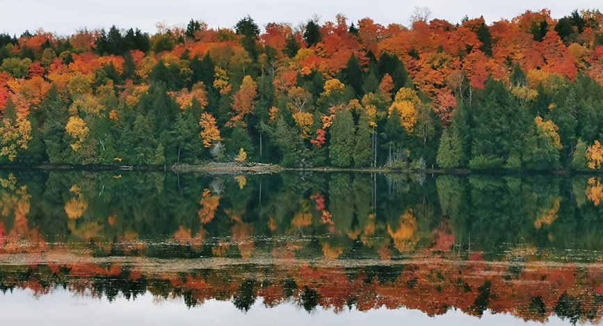 Découvrez la nature sauvage : Parc Algonquin, émerveillement naturel en ...