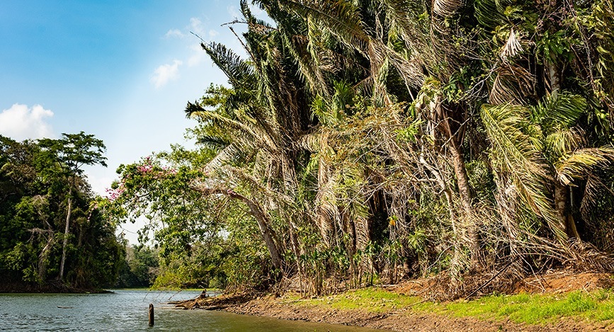 L'île de Barro Colorado : émerveillez-vous dans la Réserve Biologique ...