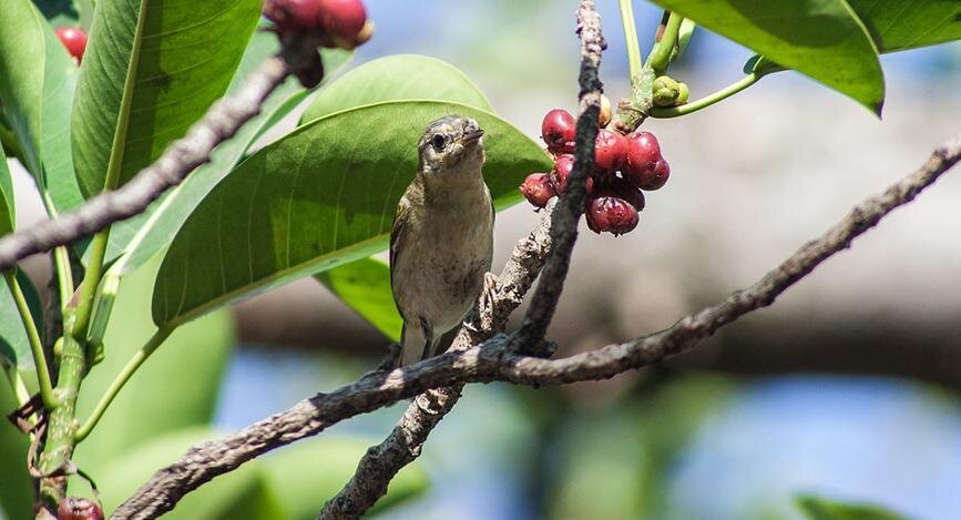 Découvrir le Volcan El Cachio au Salvador