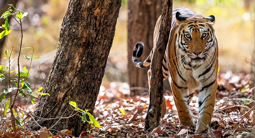 Visiter Parc National Bandhavgarh