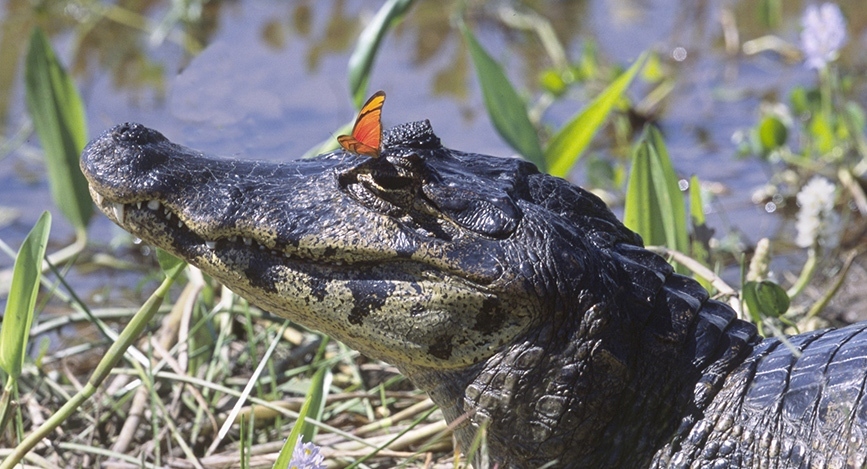 visiter Réserve « Los Guatuzos