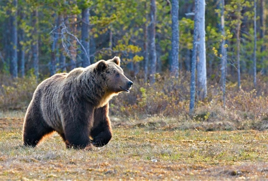 Admirer les ours en Basse-Carniole